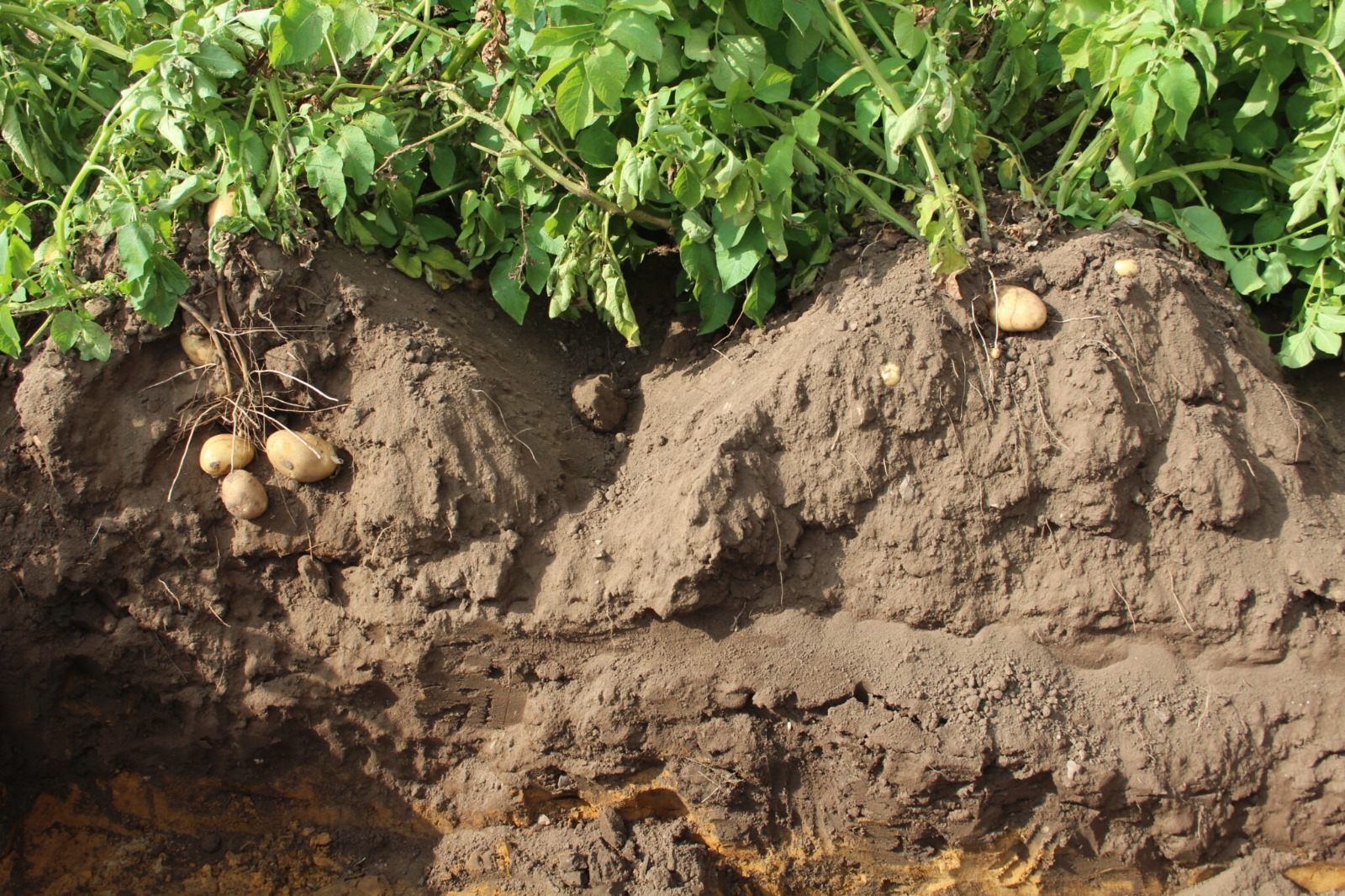 Soil health: Thriving over surviving - Emerald Research
