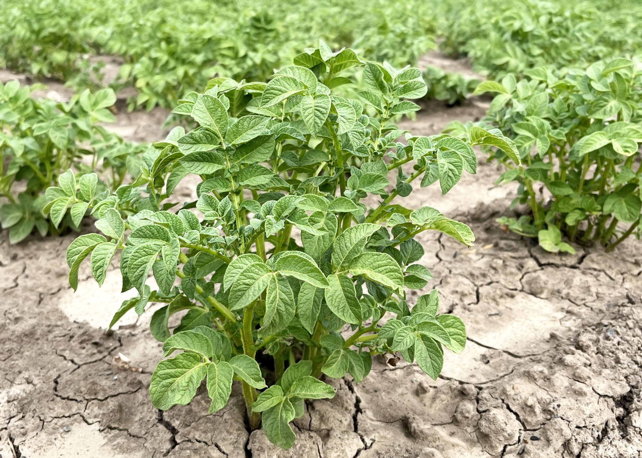 What is leaf tissue analysis and why is it useful in potato crops ...
